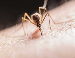 Grey nomads warned of mosquito risk after traveller dies from infection ...